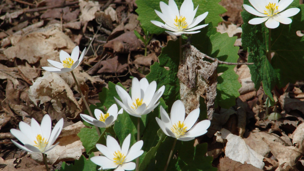 Our Product | FrankinThyme Bloodroot Black Salves
